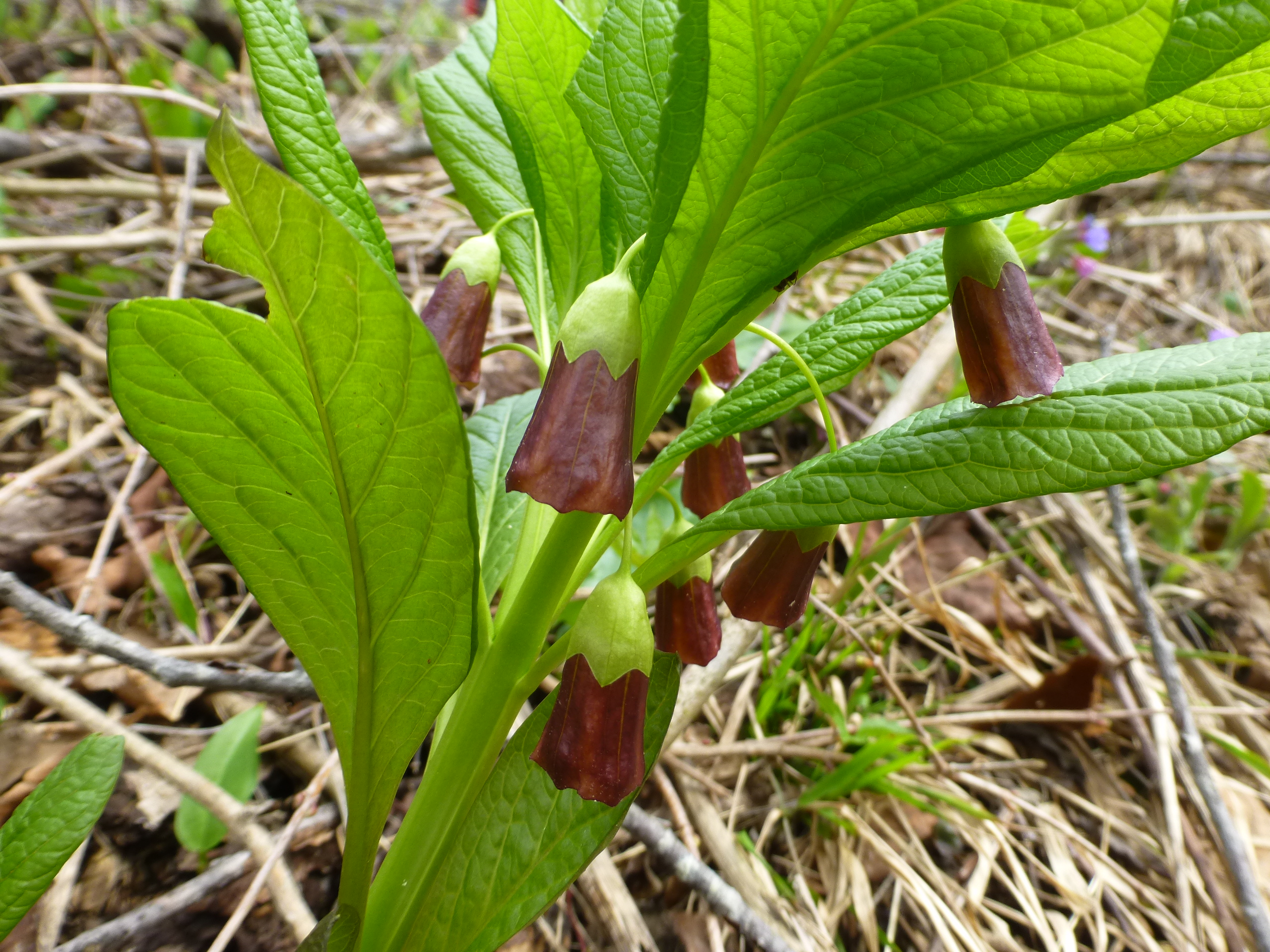 Rastlinstvo - Claustra